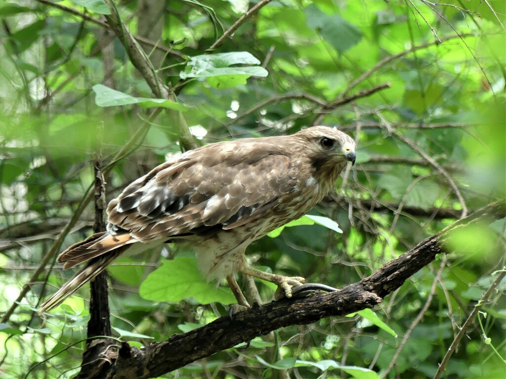 Red-shouldered Hawk from Richardson, TX, USA on May 29, 2023 at 01:15 ...