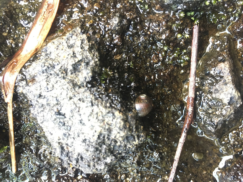 Neritodryas cornea from Palau on January 11, 2018 at 02:13 PM by Ryan McMinds · iNaturalist