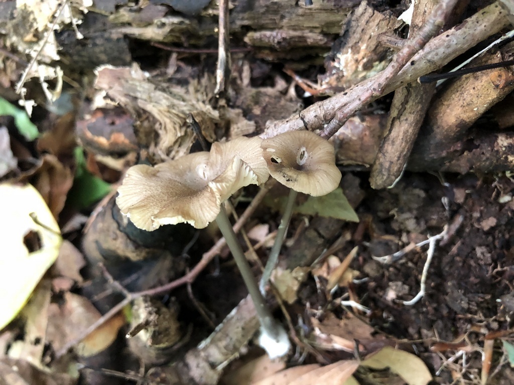 Leptonia from Owen County, IN, USA on September 15, 2018 at 03:59 PM by ...