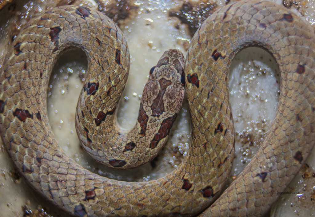 Duméril's Kukri Snake from Kalutara North, Sri Lanka on May 25, 2023 at ...