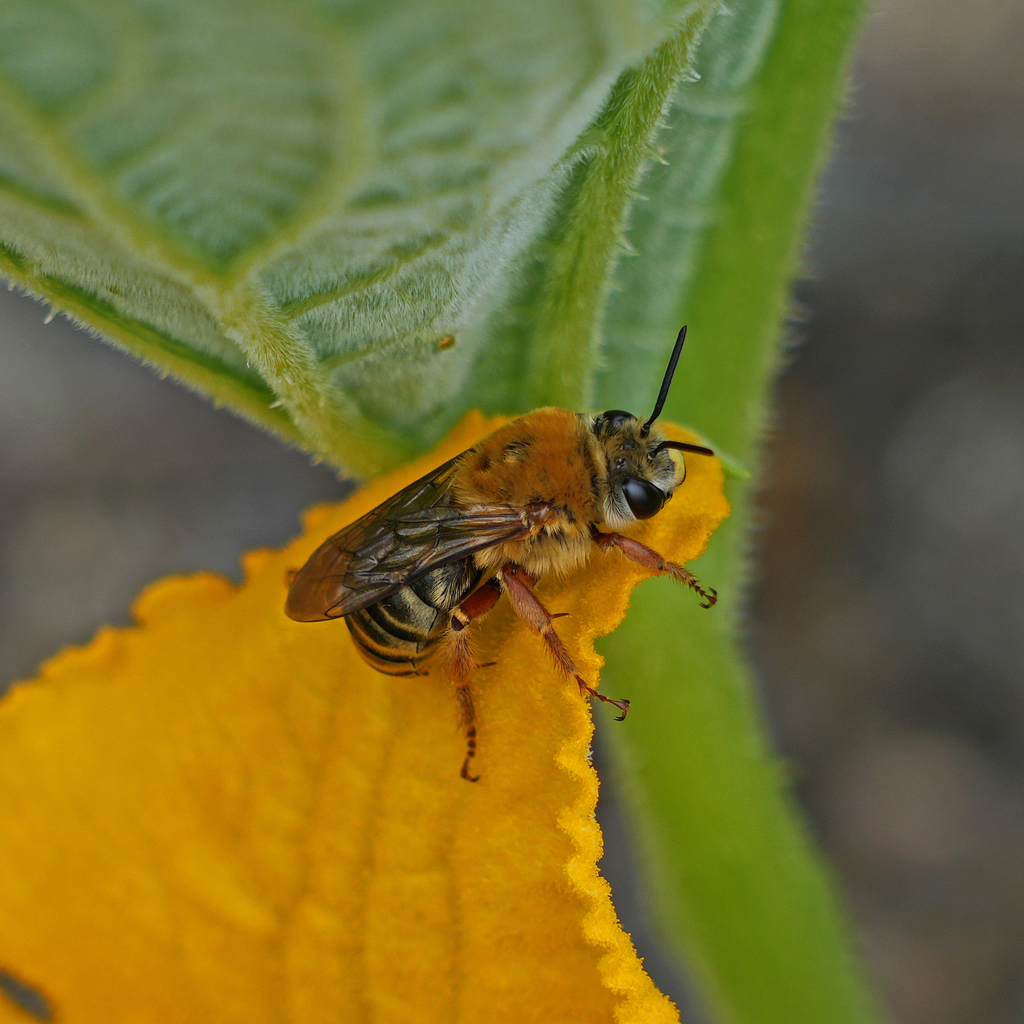 Nimble Squash Bee from Featherly Regional Park, CA, USA on May 29, 2023 ...