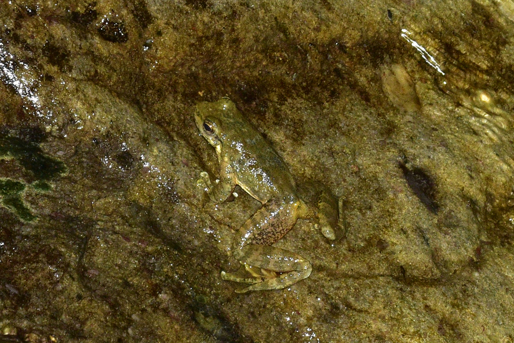 Wuyi torrent frog from 中国安徽省黄山市黄山区 on May 29, 2023 at 09:46 PM by 龙栩川 ...