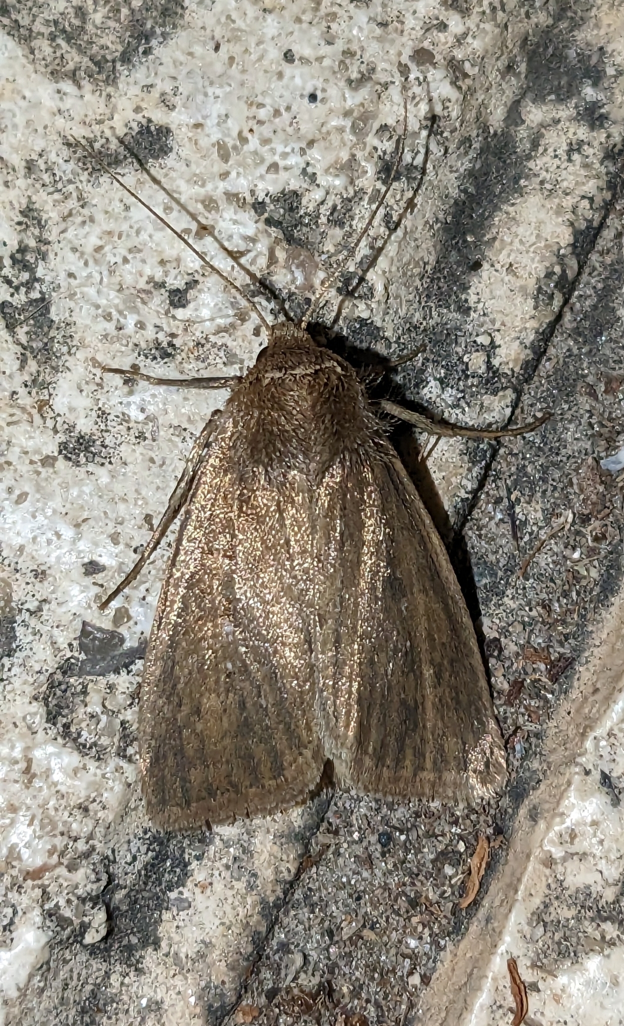 Lenisa geminipuncta Haworth, 1809