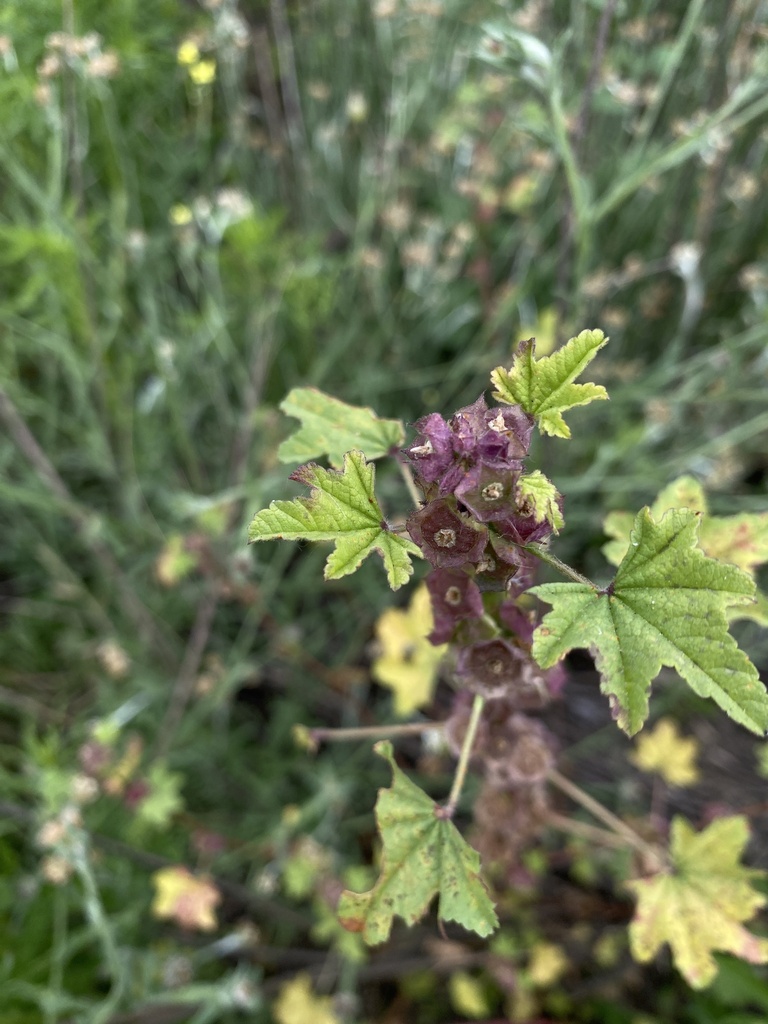 Mallows from Sepulveda Basin Wildlife Reserve, Los Angeles, CA, US on ...