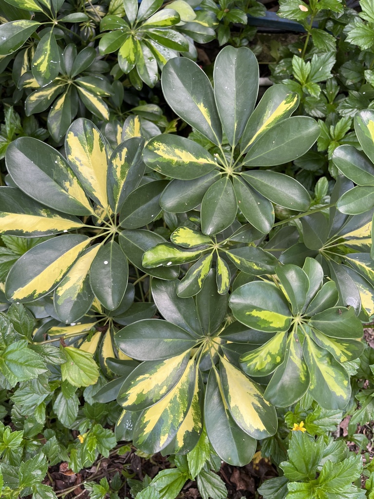 Miniature umbrella tree (Heptapleurum arboricola) - Botanical Realm