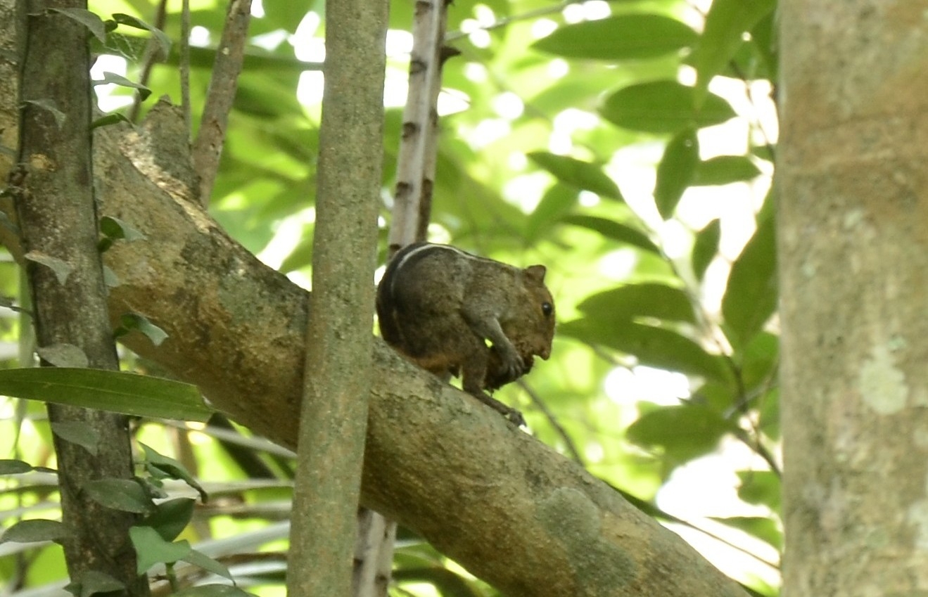 Funambulus tristriatus (Waterhouse, 1837)