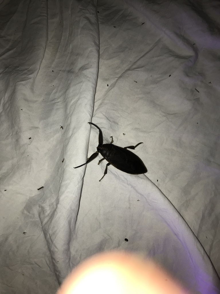 Eastern Toe-biter from Ocala National Forest, Paisley, FL, US on May 28 ...