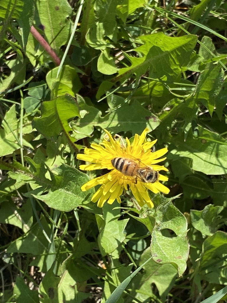Western Honey Bee from Alix Lake Alix Alberta Canada on May 30, 2023 at ...