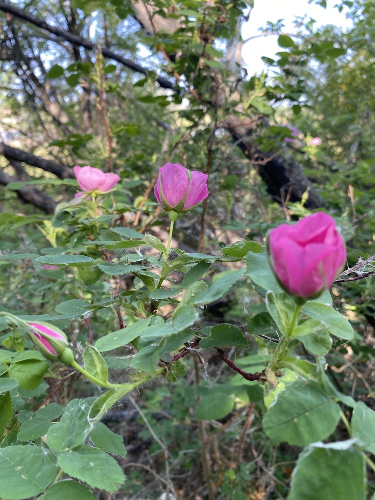 Prickly Wild Rose from Alix Lake Alix Alberta Canada on May 30, 2023 at ...