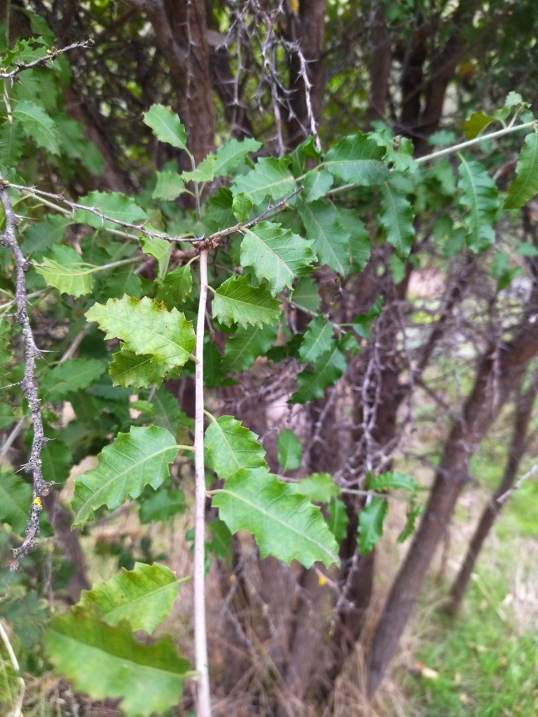 chilean pepper tree from Parque Natural Cerro Los Pinos on May 6, 2023 ...