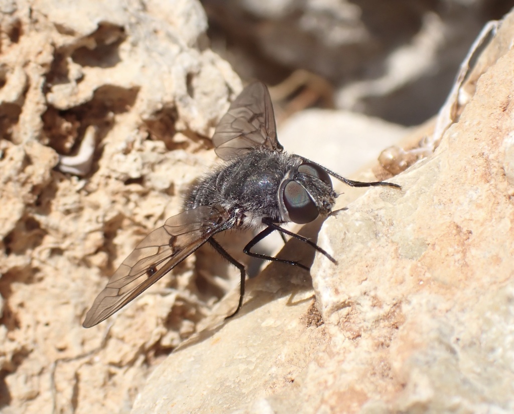 Spogostylum tripunctatum from Crete, Kolymvari, Crete, GR on May 30 ...