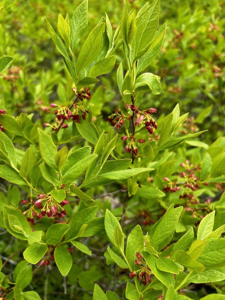 black huckleberry from Oakland, MD, US on May 29, 2023 at 02:42 PM by ...