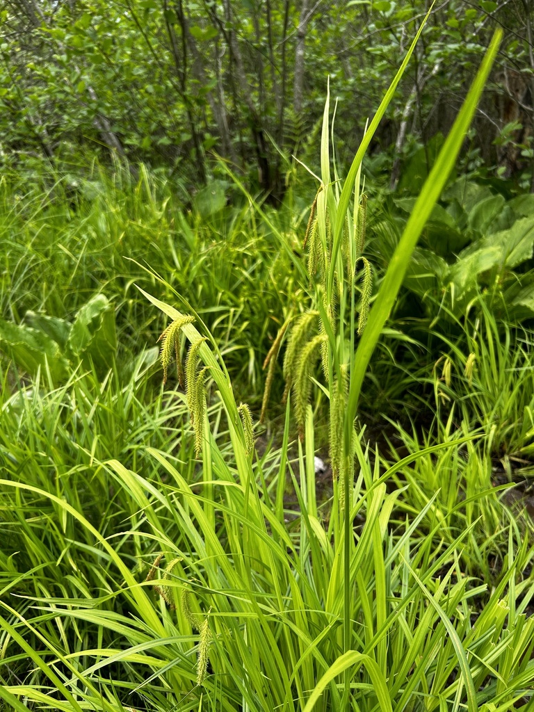 fringed sedge from Silver Knob Rd, Oakland, MD, US on May 29, 2023 at ...