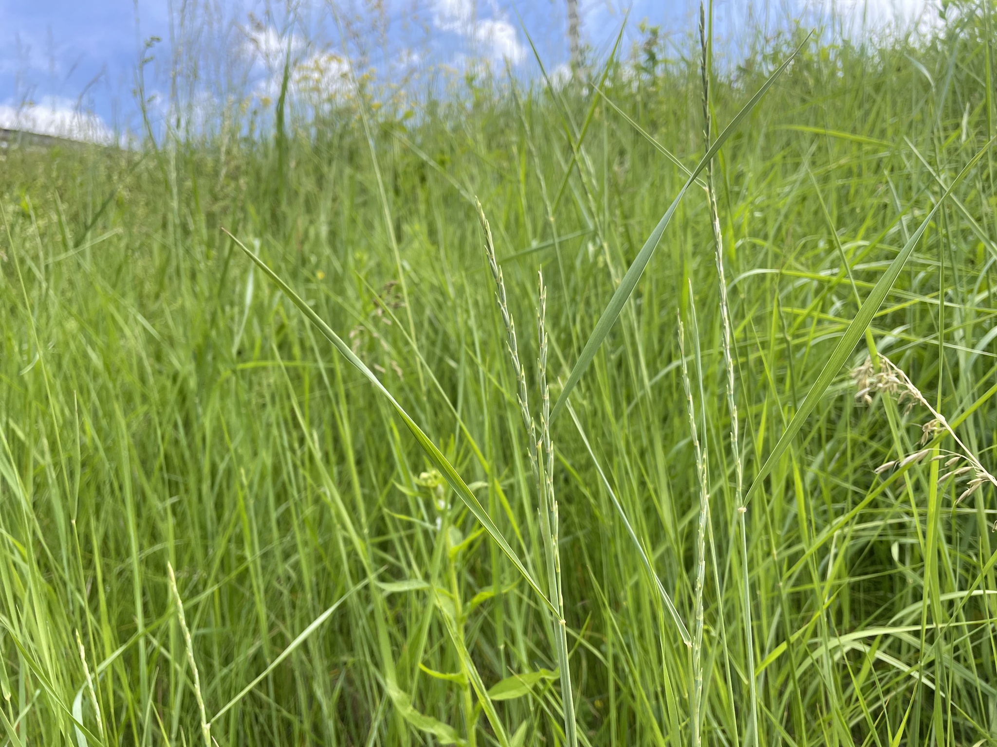 Thinopyrum intermedium subsp. intermedium