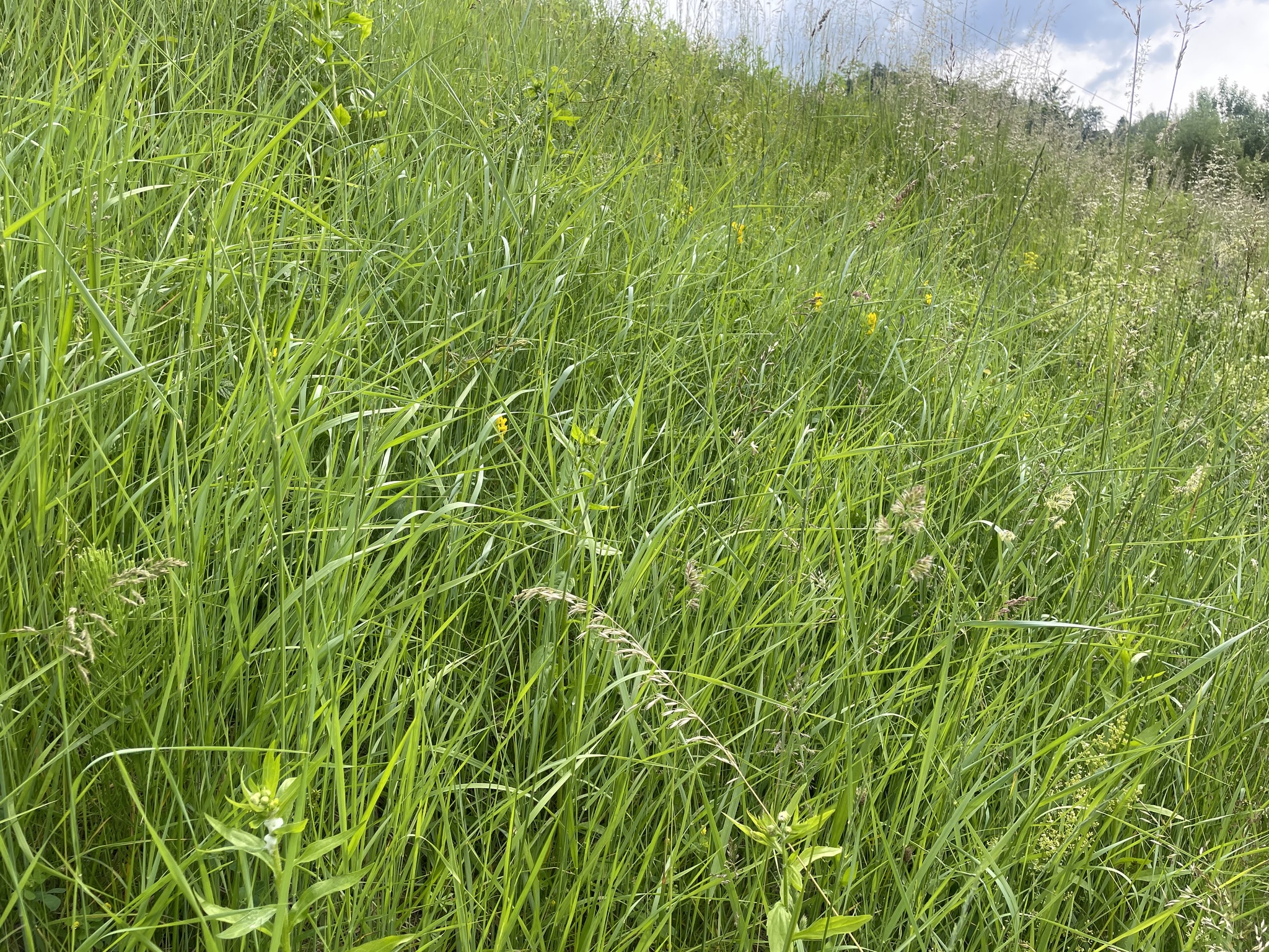 Thinopyrum intermedium subsp. intermedium