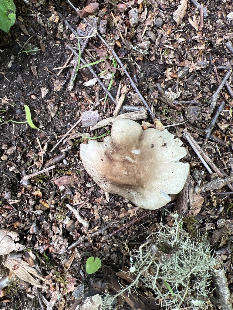 Eastern American Platterful Mushroom from Laurel Ridge Rd N, Maggie ...
