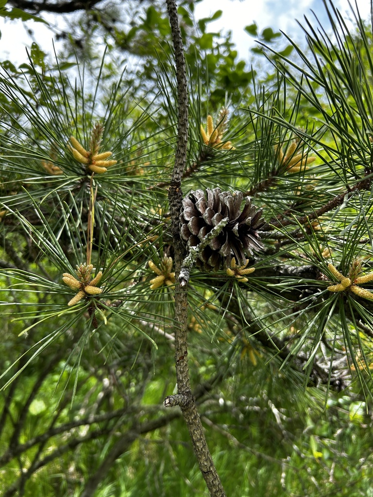 pitch pine from Silver Knob Rd, Oakland, MD, US on May 29, 2023 at 02: ...