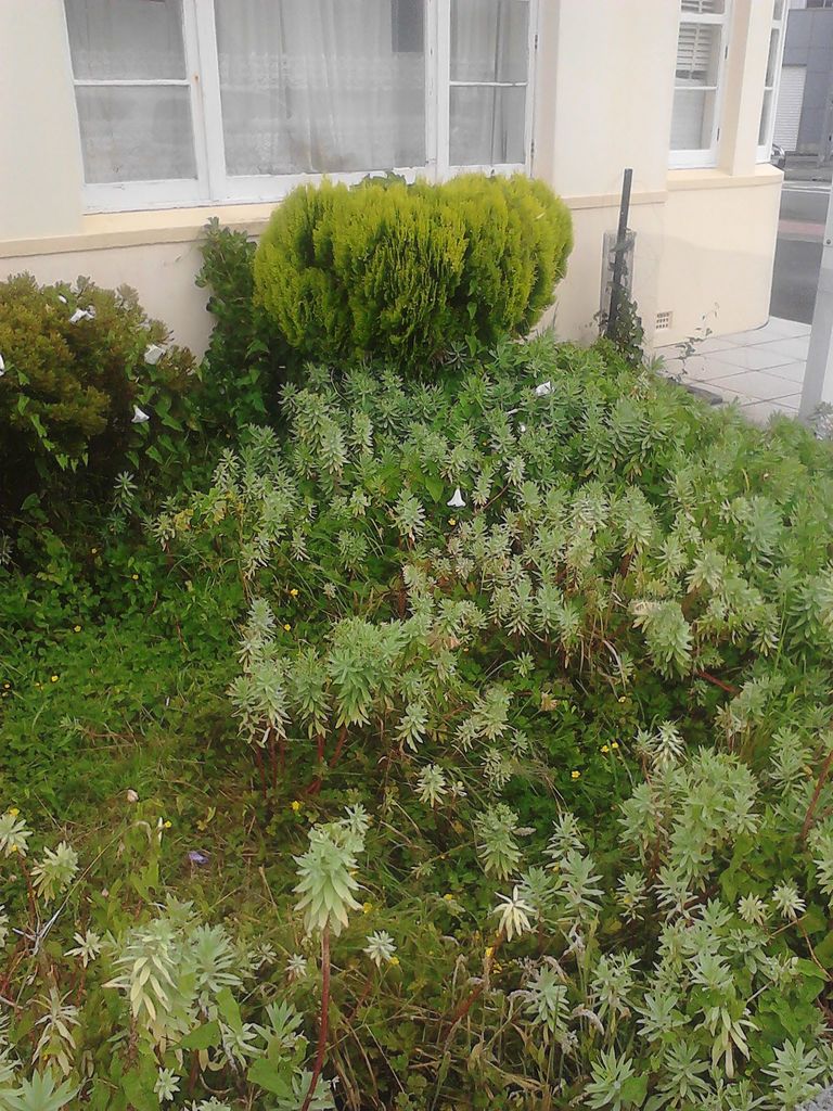 Shore Spurge from Lower Hutt on January 2, 2016 by Trevor Partridge ...