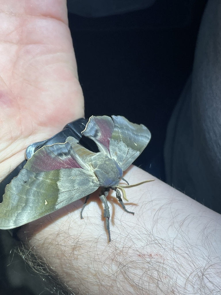 Modest Sphinx from Pellston, MI, US on May 29, 2023 at 11:26 PM by ...