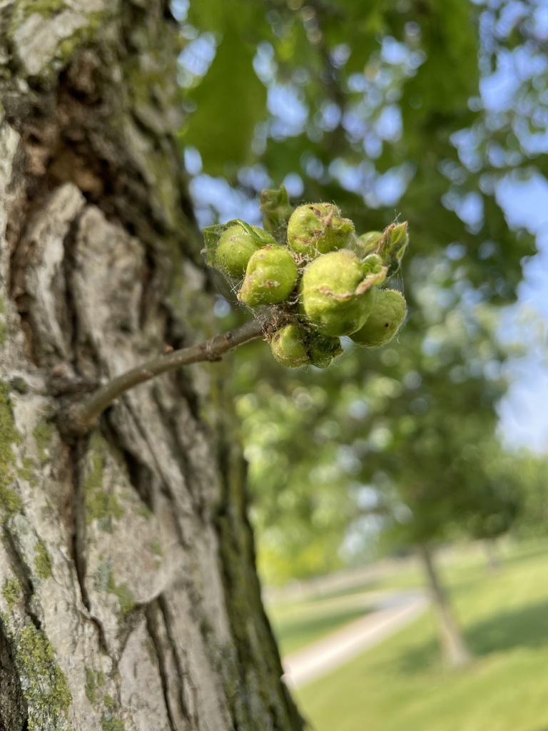 Wool Sower Gall Wasp from Hawkins Park, Kankakee, IL, US on May 24 ...