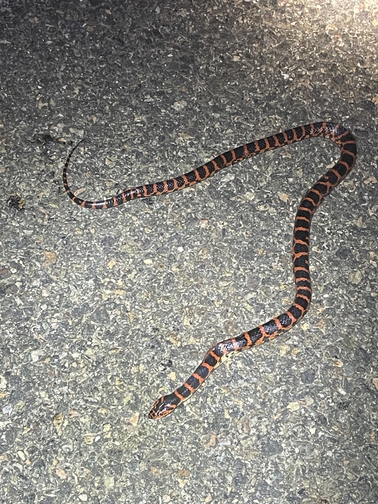 Red-banded Snake from Beijing, Beijing, CN on May 29, 2023 at 11:13 PM ...