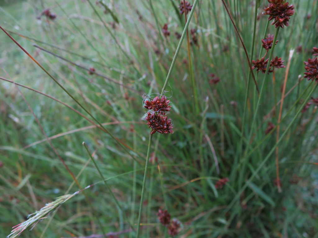 Juncus filicaulis (Cloud Nine Plants) · iNaturalist