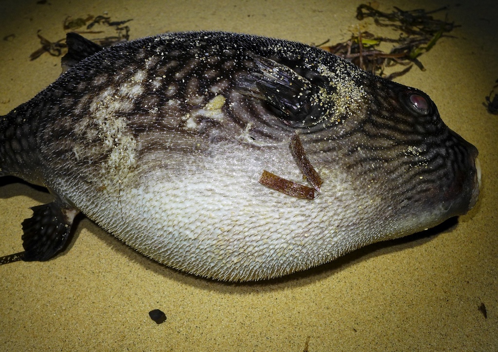 Reticulated Puffer (Arothron reticularis) - Marine Life Identification