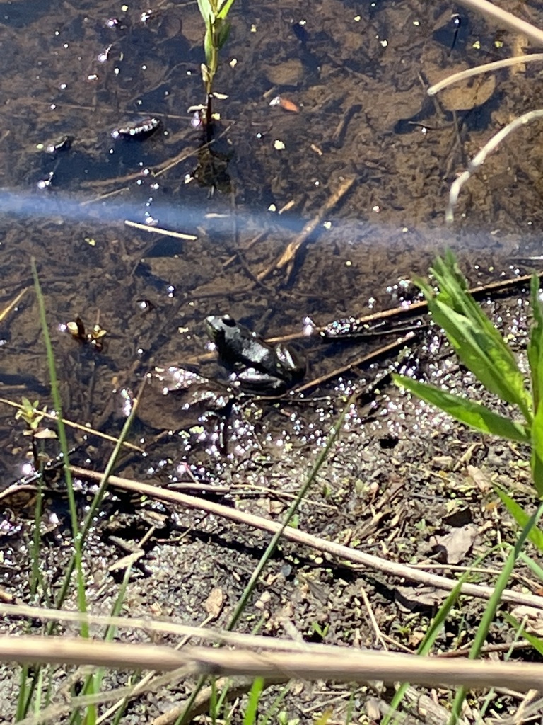American Bullfrog from University District, Seattle, WA, USA on May 13 ...