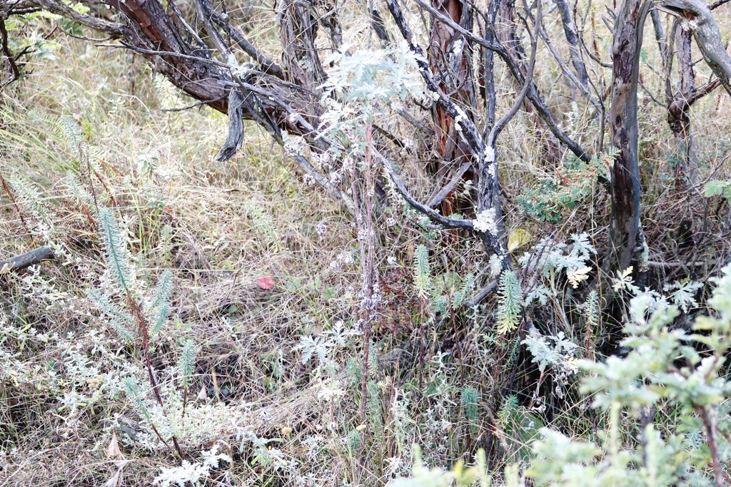 Wild Spurge from Ribbok Trail, day 1, Wilgenbof Valley, Golden Gate ...