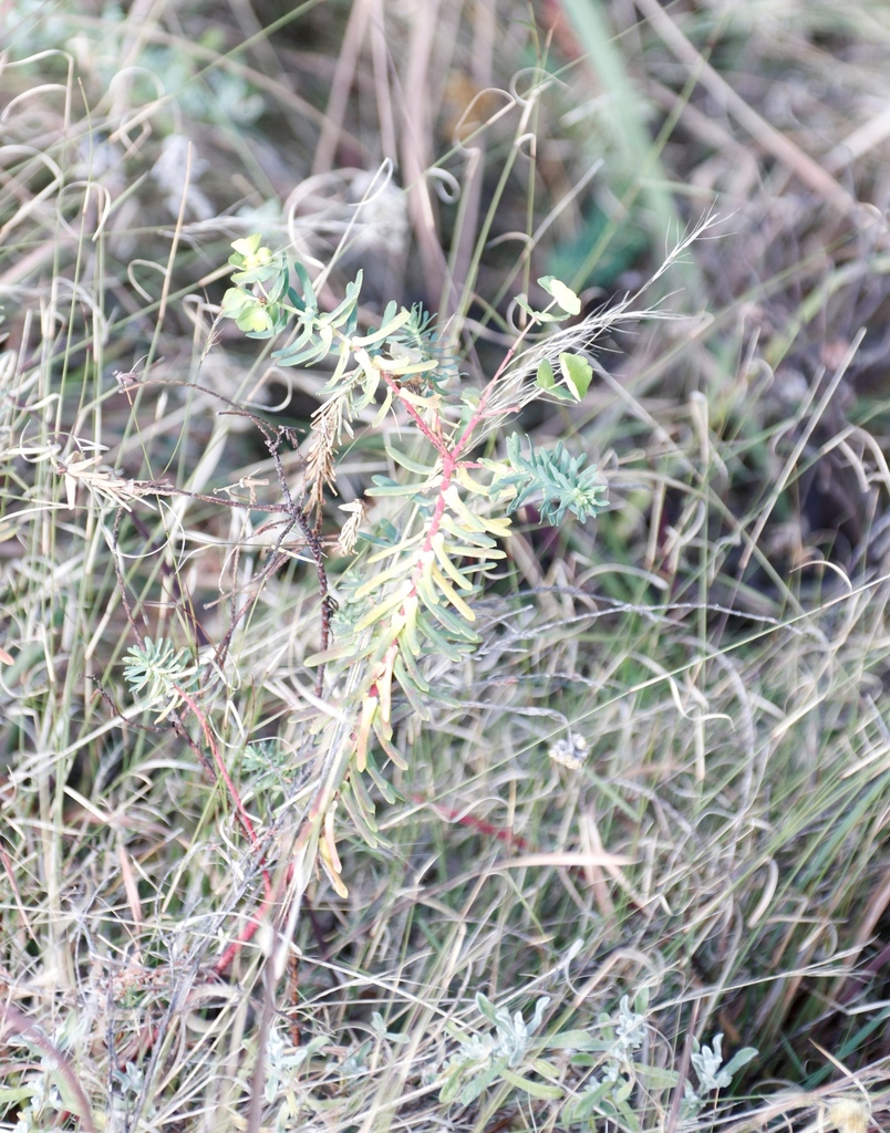 Wild Spurge from Ribbok Trail, day 1, Wilgenbof Valley, Golden Gate ...