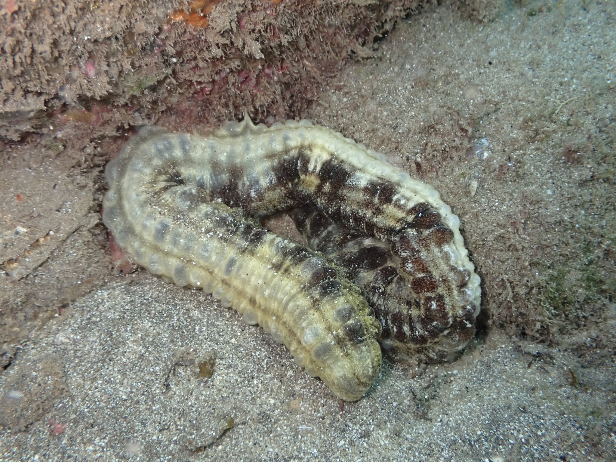 Euapta lappa (J.Müller, 1850)