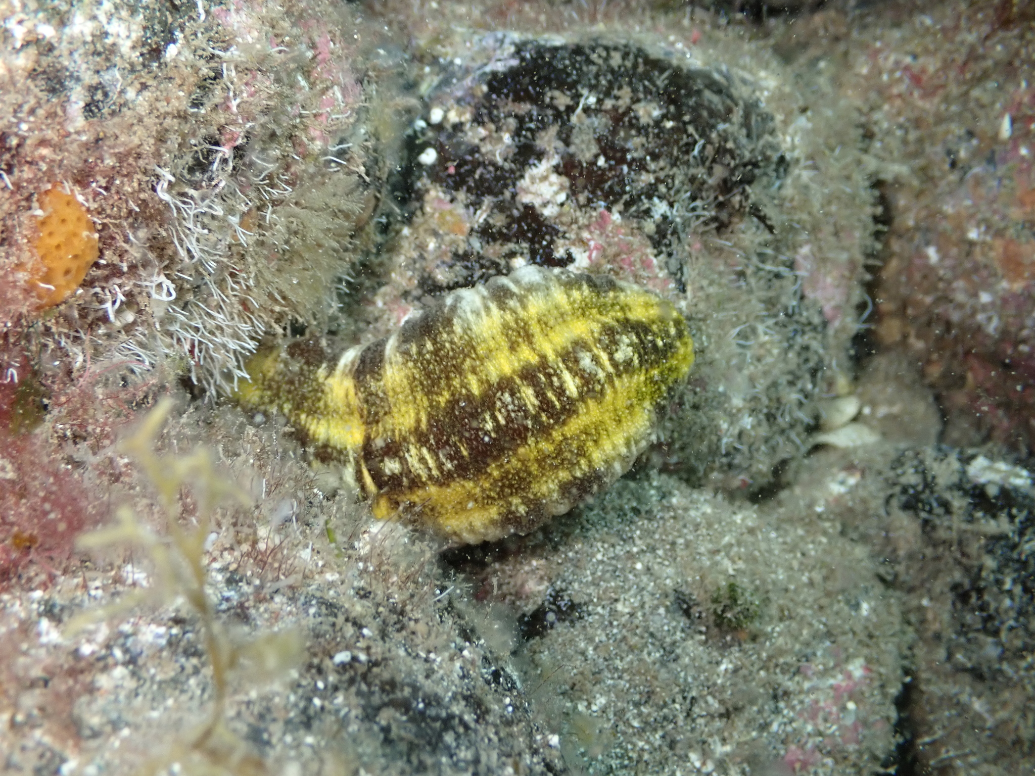 Euapta lappa (J.Müller, 1850)