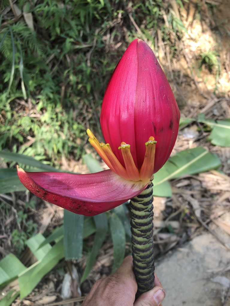 Musa splendida in November 2018 by Gabe Sachter-Smith · iNaturalist