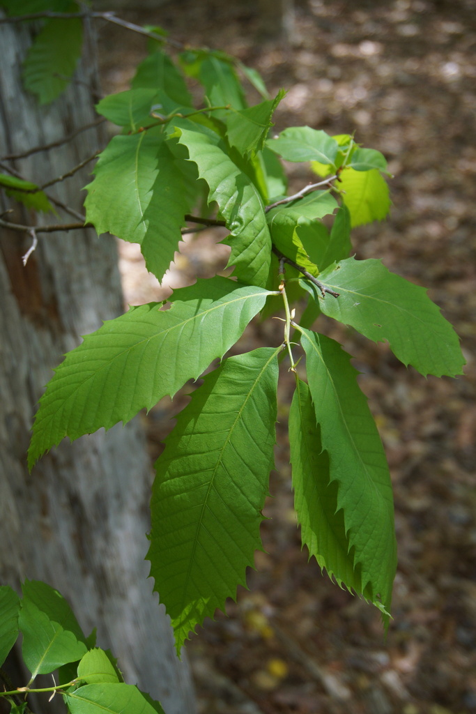 American chestnut from St Mary's County, MD, USA on April 25, 2023 at ...