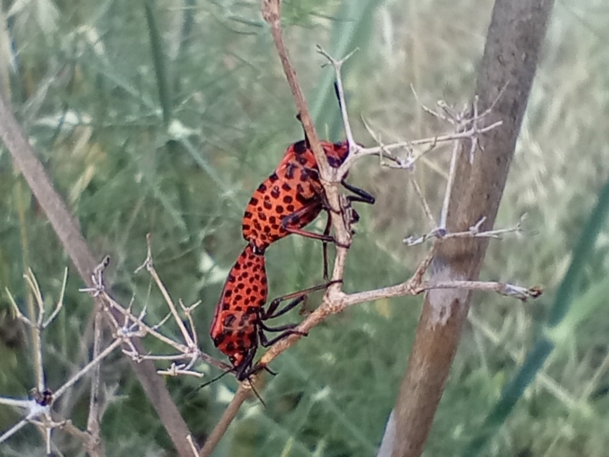 Continental Striped Shield Bug from Barcelona, ES-CT, ES on May 30 ...