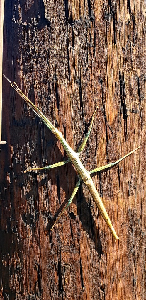 Giant Walkingstick in May 2023 by Joe · iNaturalist