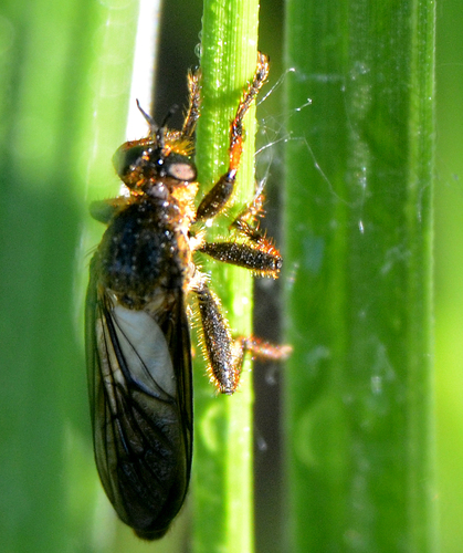 Echthodopa pubera · iNaturalist