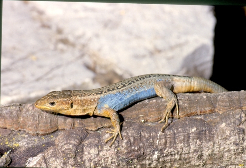 Peloponnese Wall Lizard from Stimfalia lake [loc. n. 10] on June 17 ...