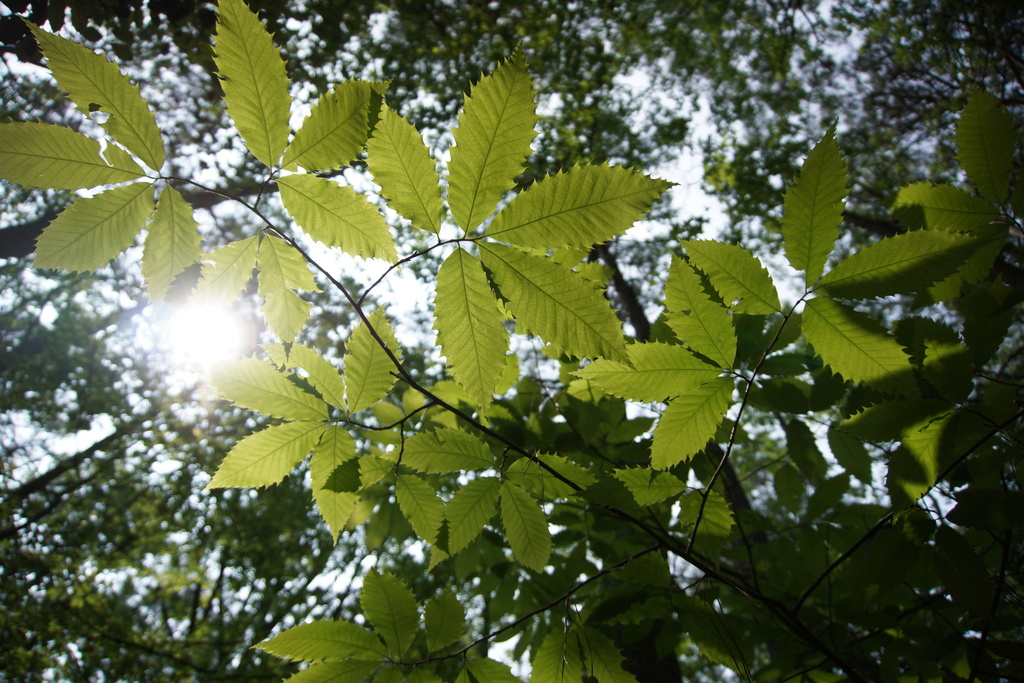 American chestnut from St Mary's County, MD, USA on May 10, 2023 at 03: ...