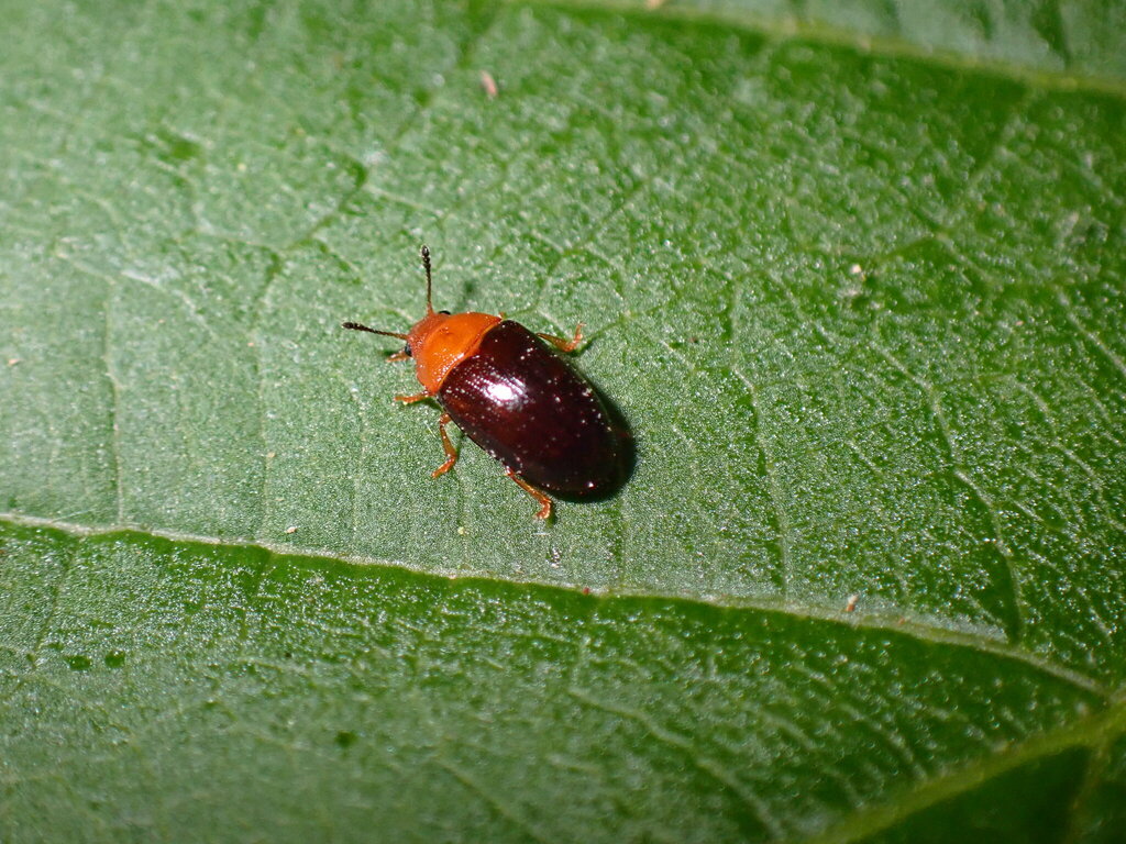 Triplax from McDonald County, MO, USA (Mike's Creek Watershed) on May ...