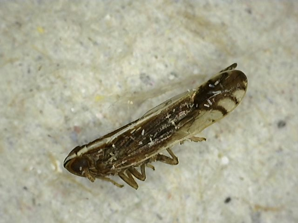 Stenocranus from New Hanover County, NC, USA on May 21, 2023 at 02:29 ...