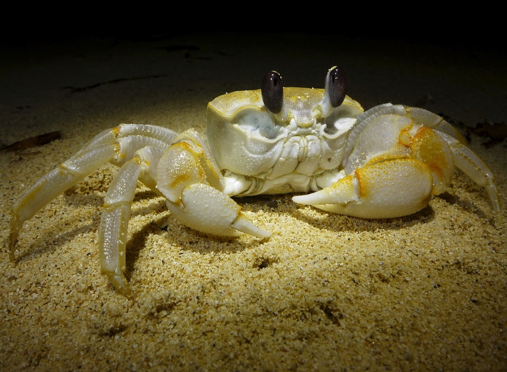 Ocypode cordimanus (Decapoda (crabs) of the British Indian Ocean ...