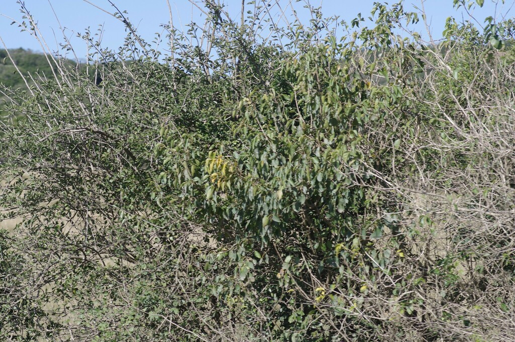 Septee tree from Dirt rd between Alexandria Forest and Alexandria ...