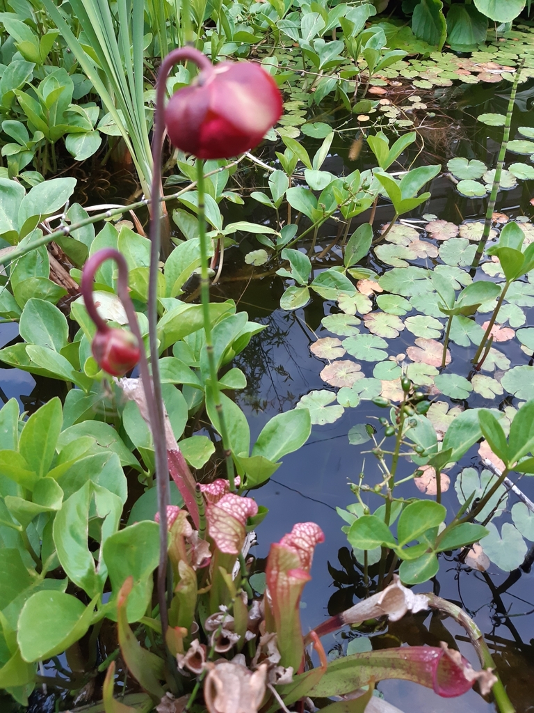 purple pitcher plant from 42290 Sorbiers, France on May 30, 2023 at 08: ...