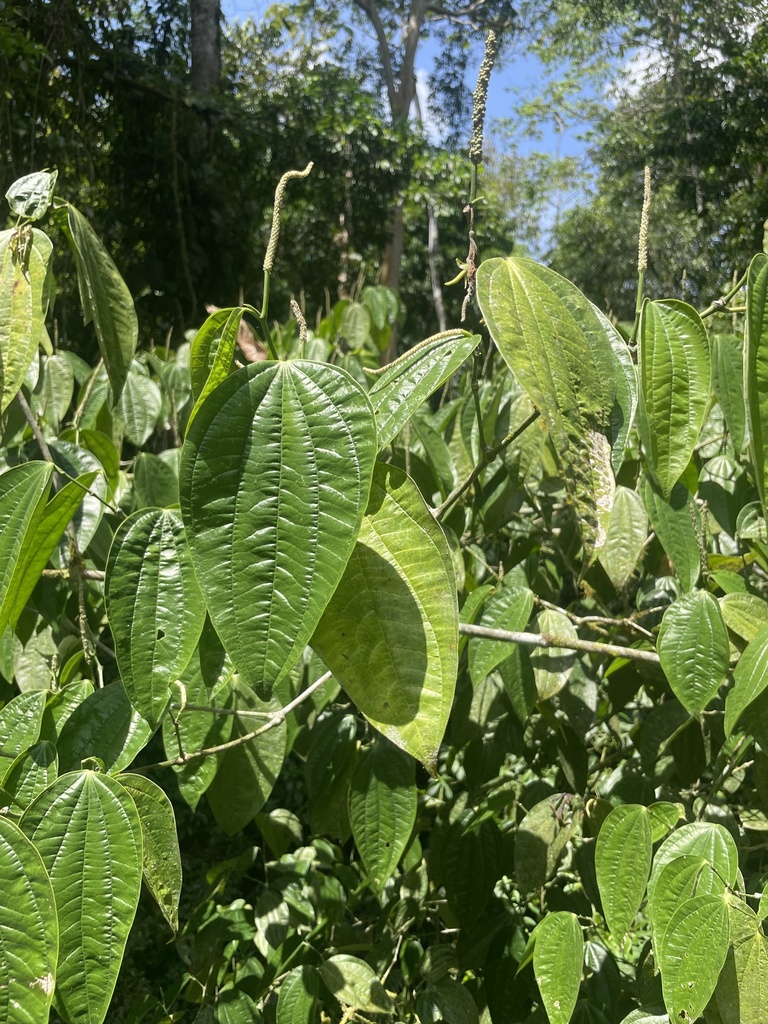 jaborandi-manso from Sarapiqui, Heredia, CR on May 23, 2023 at 10:18 AM ...