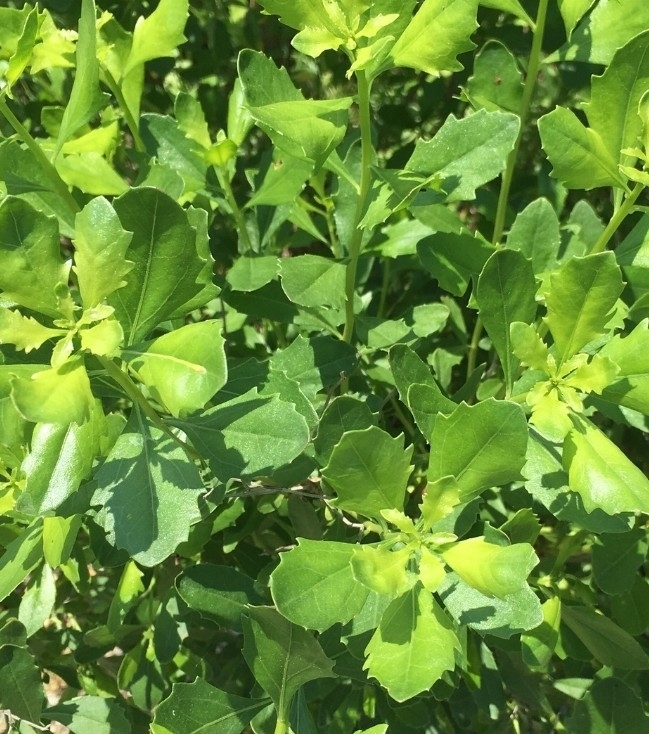 groundsel tree from Belli Park QLD 4562, Australia on March 27, 2023 at ...