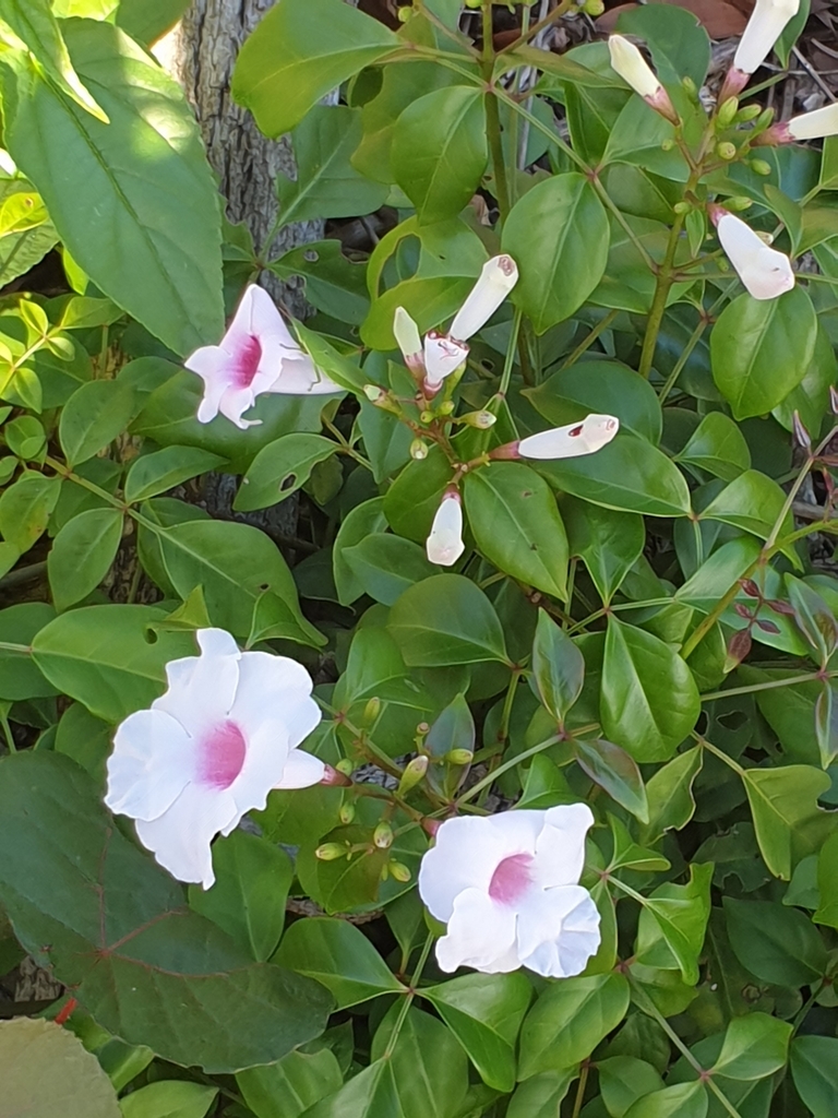 Bower Plant from Montville QLD 4560, Australia on April 3, 2023 at 09: ...