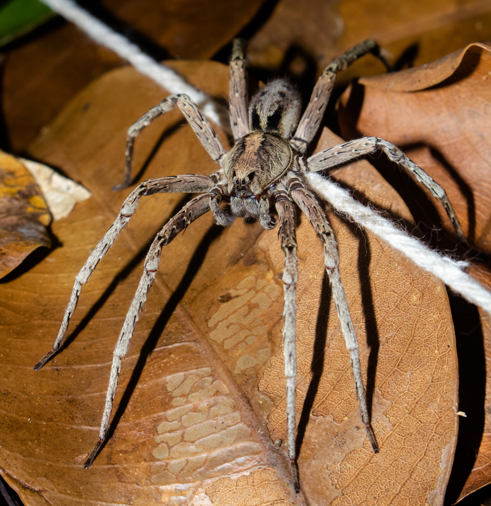 Tropical Wandering Spiders from Grumari, Rio de Janeiro - RJ, Brasil on ...