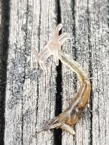 Gusano ancla (Lernaea cyprinacea)