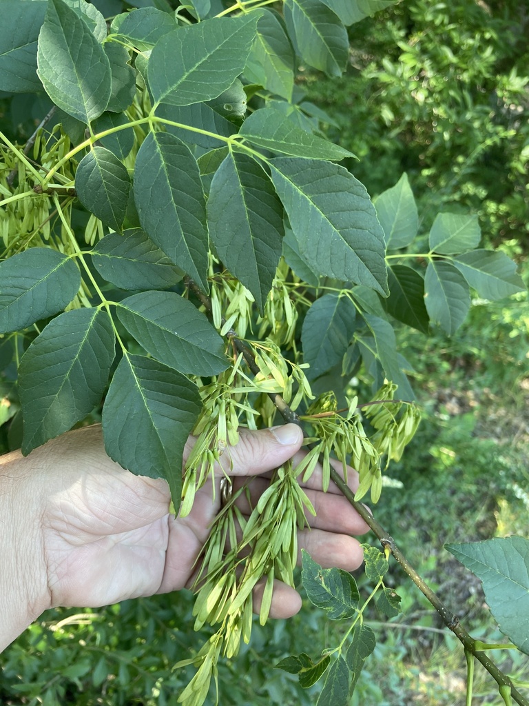 Texas ash from Bur Oak Dr, Flower Mound, TX, US on May 30, 2023 at 10: ...